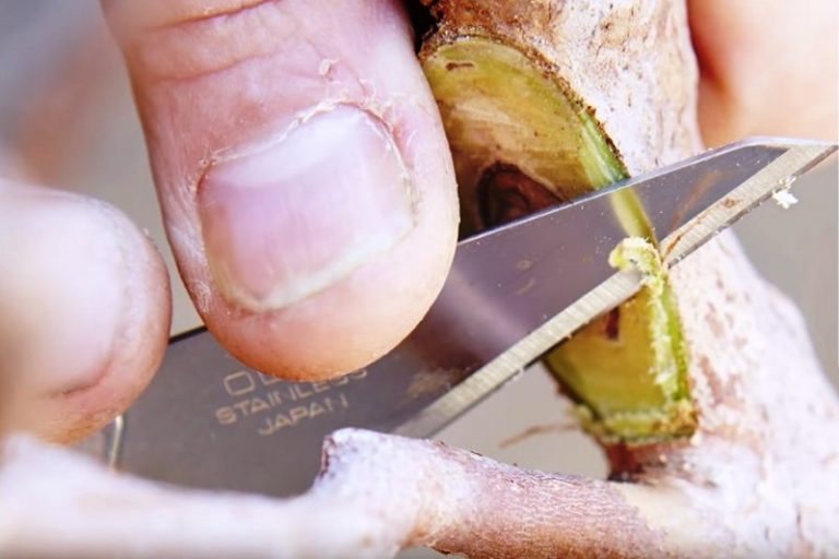 Cutting Branches And Sealing Wounds. Pruning Your Bonsai Tree Tian ...